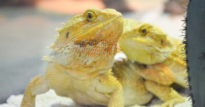 Bearded Dragon Anatomy and Biology: A Complete Guide