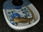 Can Bearded Dragons Swim? Fun, Fitness, and Facts