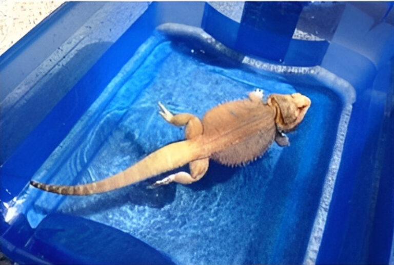 Can Bearded Dragons Swim? Fun, Fitness, and Facts