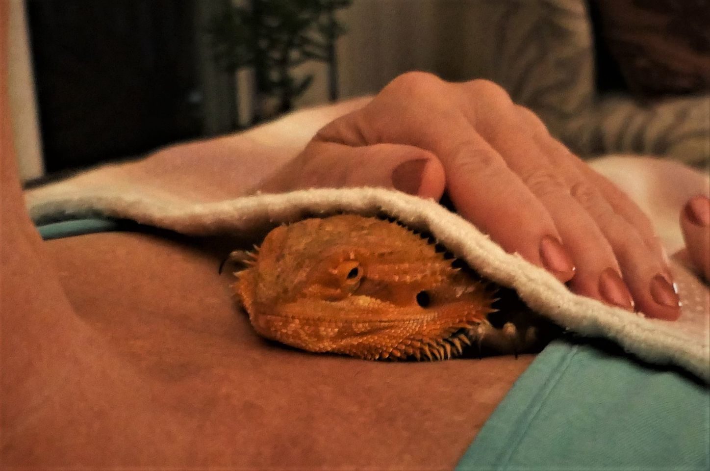 13 Fun Things To Do With Your Bearded Dragon
