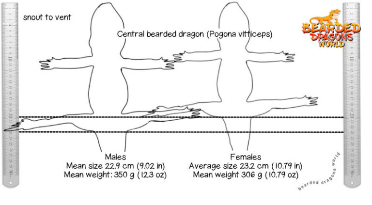 How Big Do Bearded Dragons Get? Ultimate Size & Weight Guide