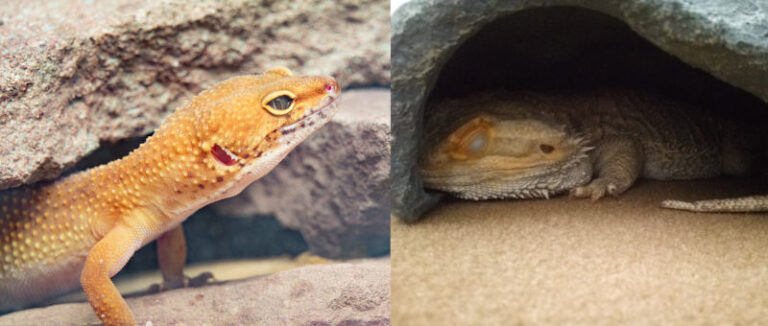Leopard Gecko vs Bearded Dragon - Which is the Better Pet?