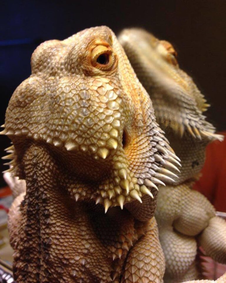 13 Fun Things To Do With Your Bearded Dragon