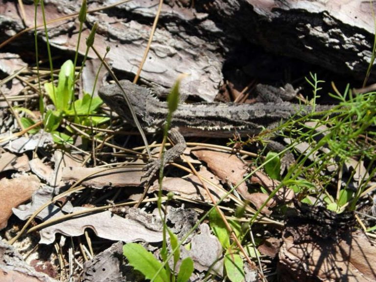 Bearded Dragon Diet and Nutrition [Over 125 Safe Food List]