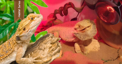 Best Substrate for Bearded Dragons: Essential Guide