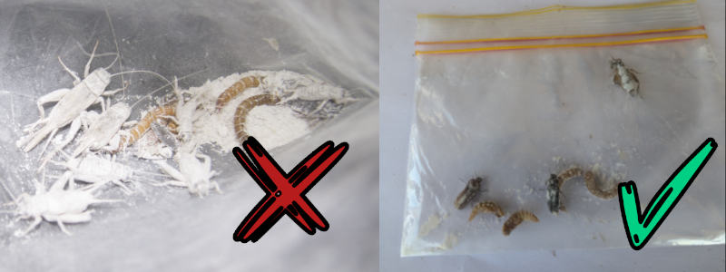 Simplifying Calcium for Bearded Dragons and Vitamin D3