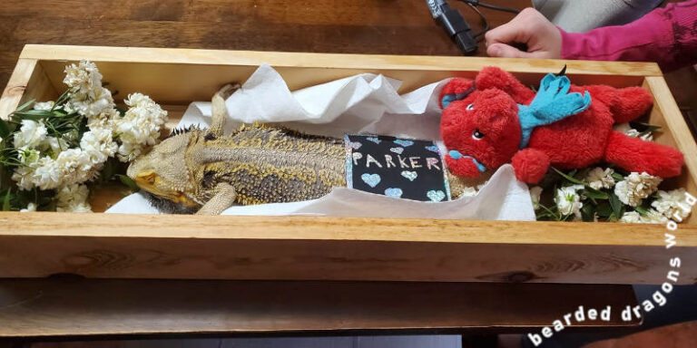 Bearded Dragon Died: Signs and What to Do
