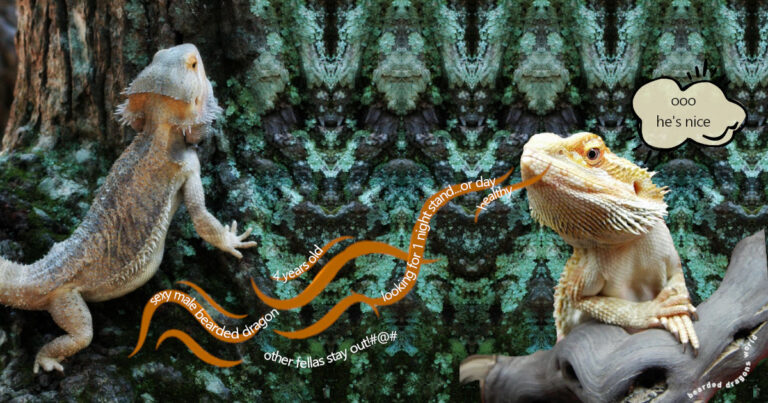How to Train a Bearded Dragon: Teaching Commands and Tricks