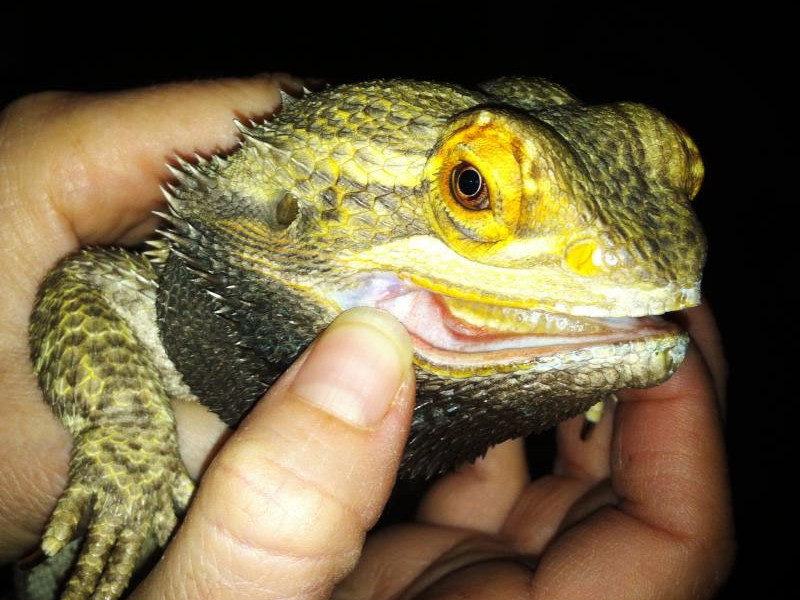 Mouth Rot in Bearded Dragons: What It Is and What Can I Do For It?