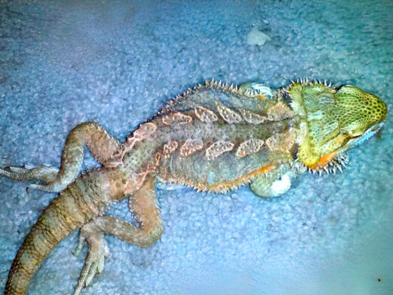 Bearded Dragon Health: Comprehensive Guide