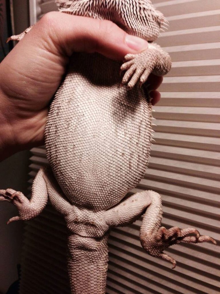 Bearded Dragon Constipation Guide with Action Plan