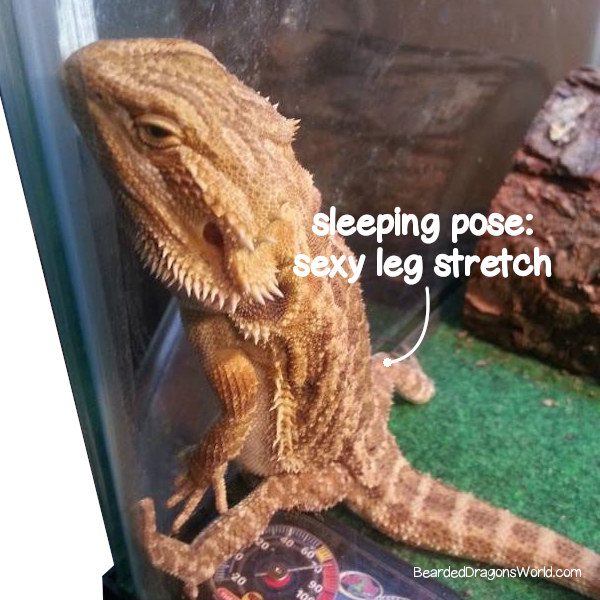 Bearded Dragon Sleep & 5 Surprising Sleeping Habits