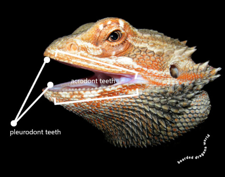Bearded Dragon Teeth: The Essential Anatomy and Biology