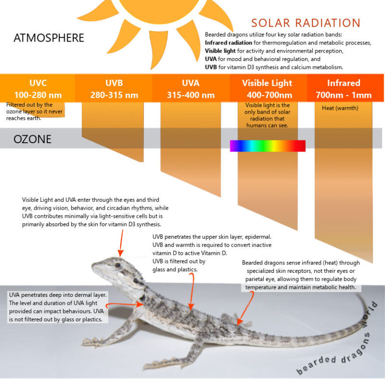 Bearded Dragon UV & Solar Radiation: Comprehensive Guide