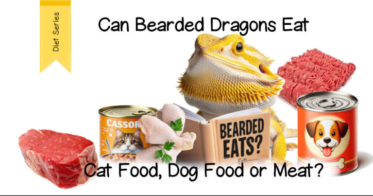 What Bearded Dragons Eat: Adults, Juveniles & Neonates