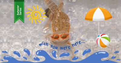 Bearded Dragon Communication: Understanding Their Language