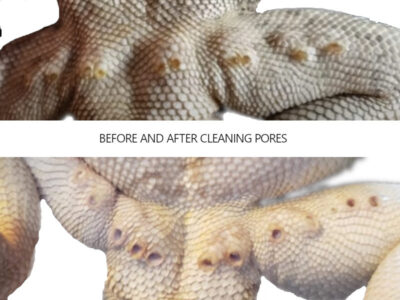 Clogged Femoral Pores in Bearded Dragons and How to Clean Them