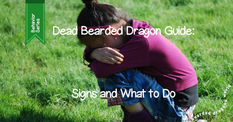 Bearded Dragon Constipation Guide with Action Plan