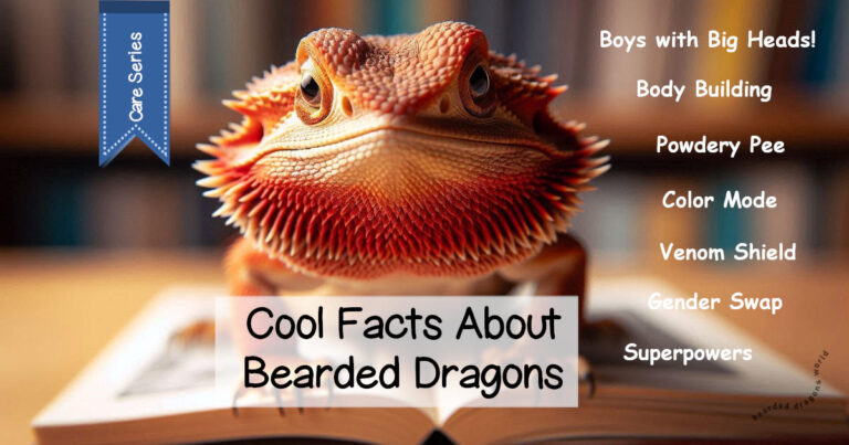 Bearded Dragon Anatomy and Biology: A Complete Guide