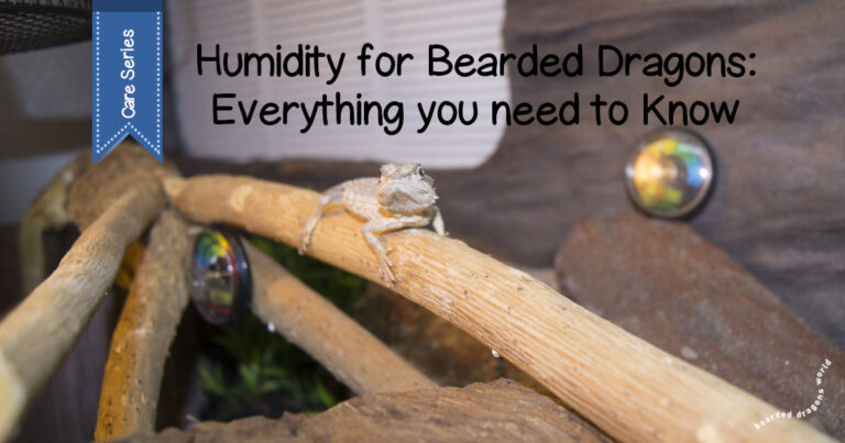 Bearded Dragon Heat Lamp, UV and Equipment: What you Need
