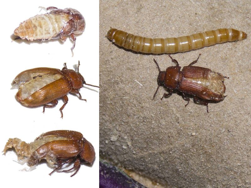 Keeping and Raising Mealworms for Busy People