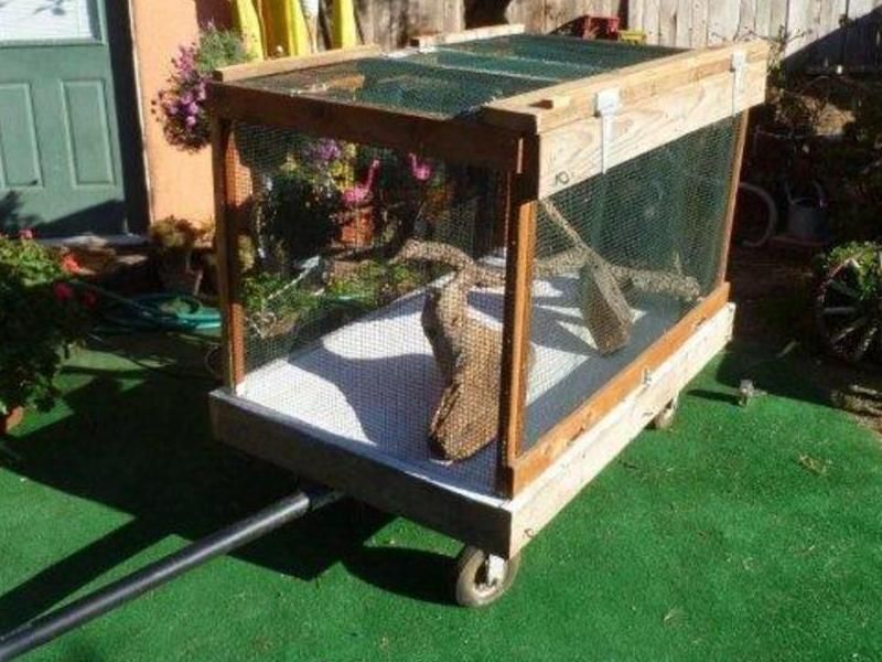 Bearded Dragon Outdoor Cage: The Perfect Sunny Home