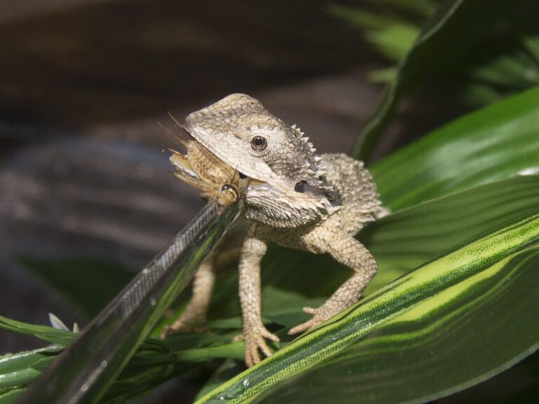 Best Insects for Bearded Dragons: Nutrition & Feeding Guide