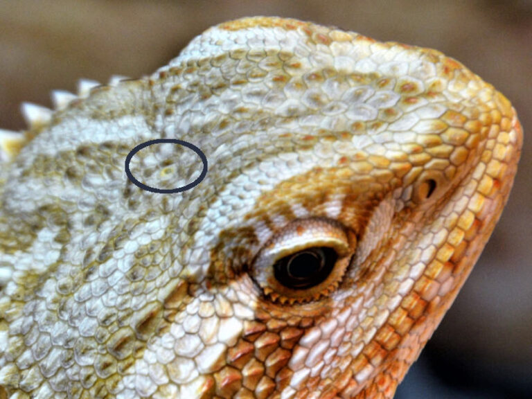 Bearded Dragon Anatomy and Biology: A Complete Guide