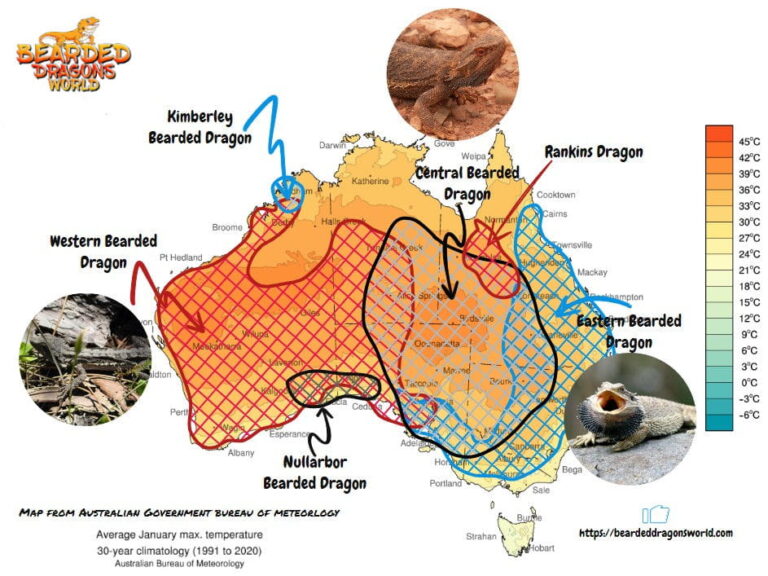 Where Can You Find Bearded Dragons in the Wild?