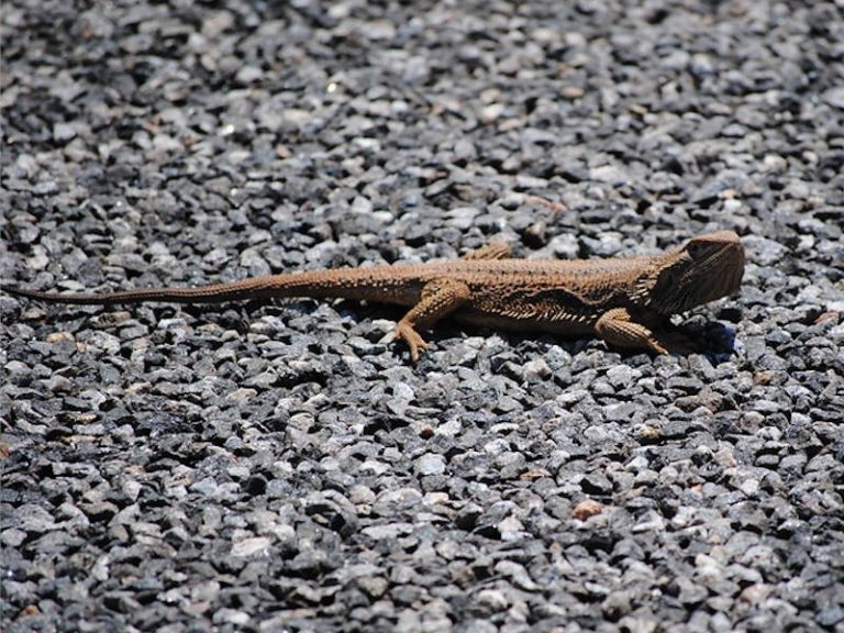 Where Can You Find Bearded Dragons in the Wild?