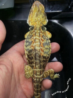 Yellow Fungus Disease in Bearded Dragons: Care Guide