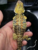 Yellow Fungus Disease in Bearded Dragons: Care Guide